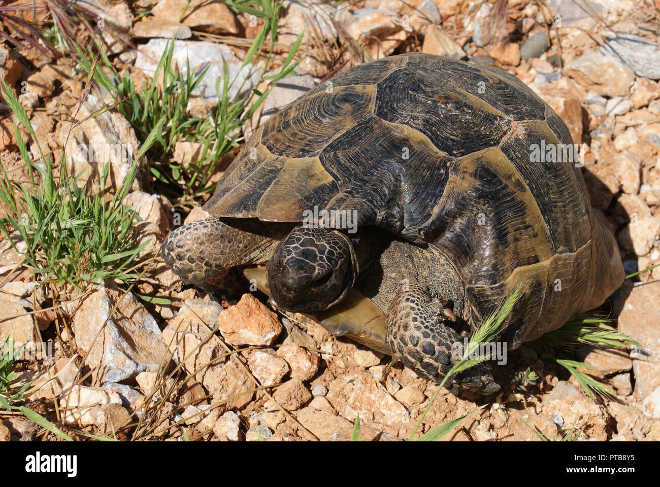 The amphibian turtle crawls on the ground. A durable shell protects the ...