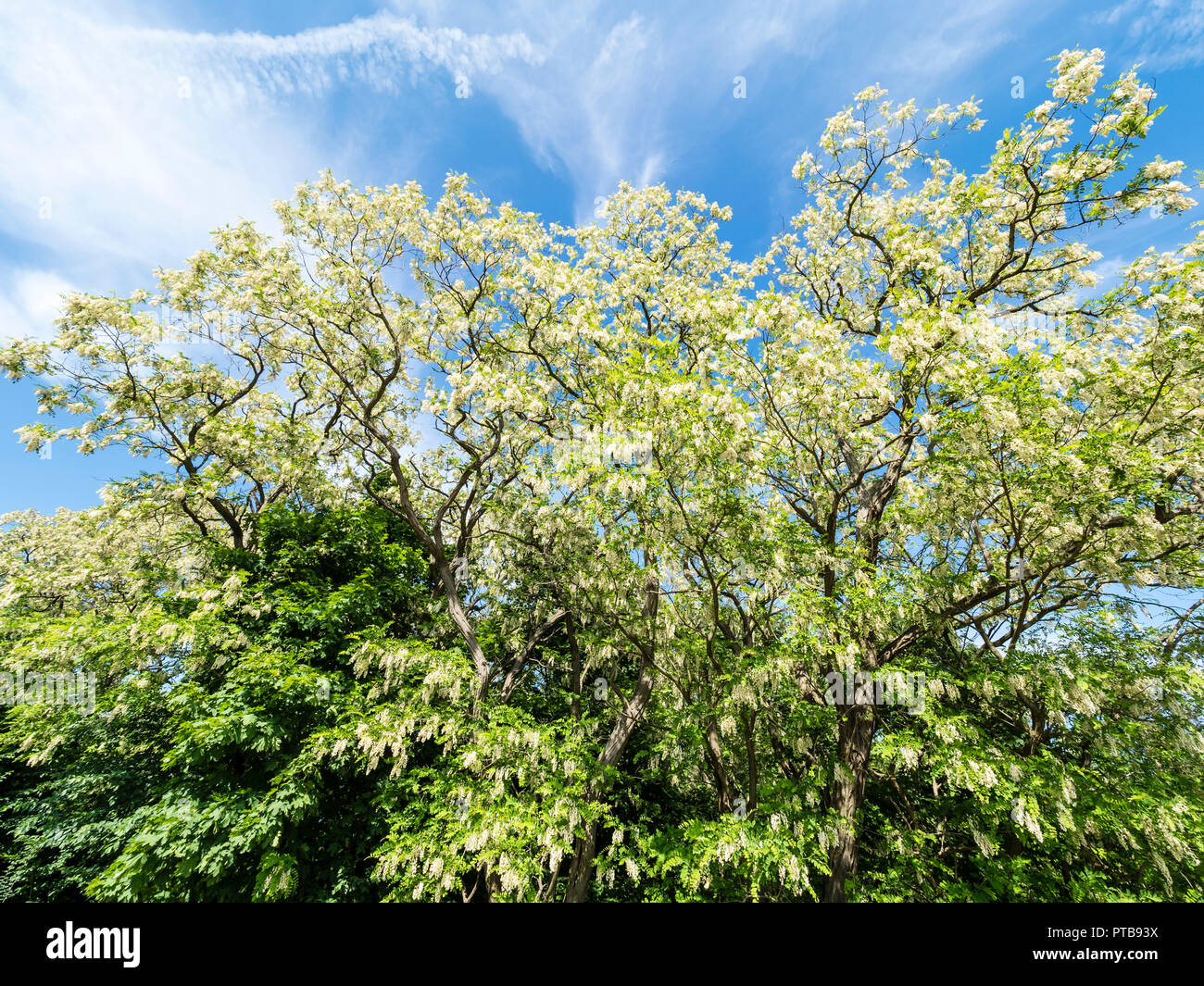 Blomstering Robinia tree, Robinia pseudoacacia, Robinie, at lake ...