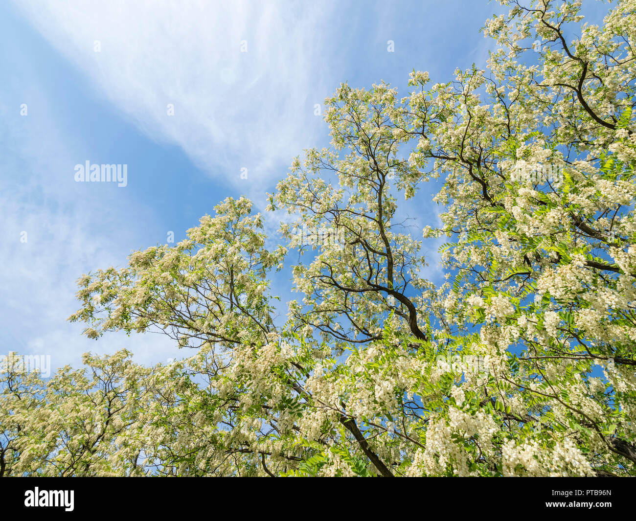 Robinia tree hi-res stock photography and images - Alamy