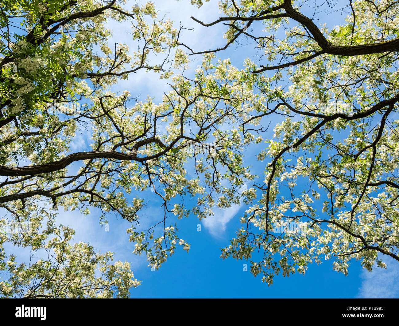 Blomstering Robinia tree, Robinia pseudoacacia, Robinie, at lake ...
