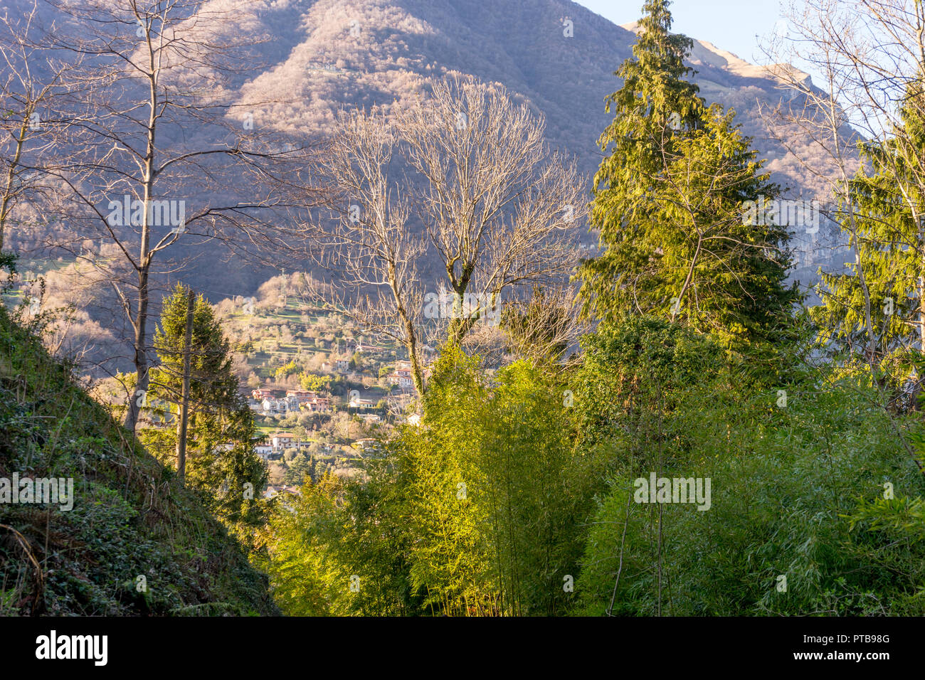 Italy, Lecco, Lake Como, trees in a forest Stock Photo - Alamy