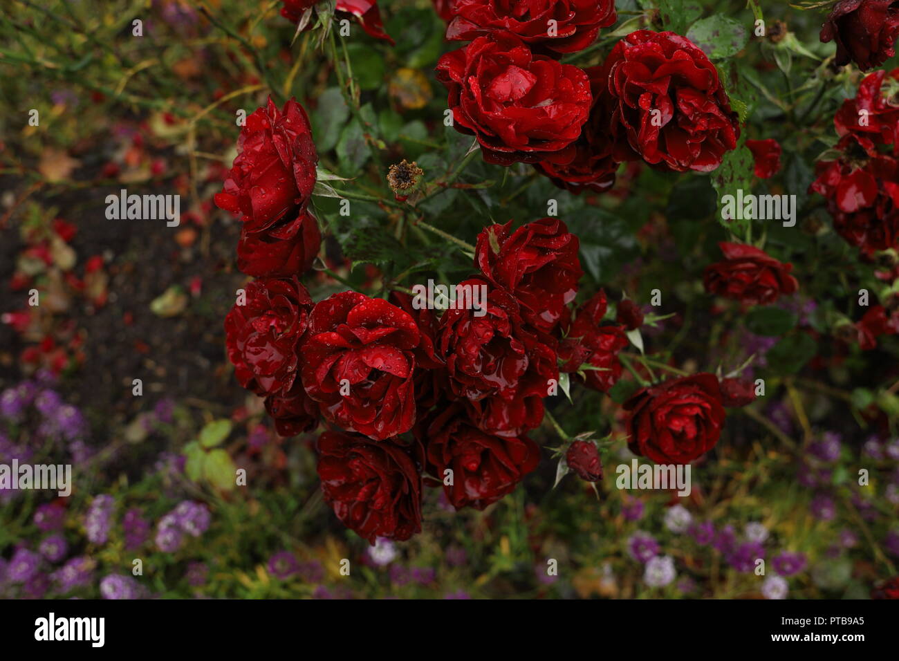 Beautiful blood red roses in the garden under the rain. Water flows ...