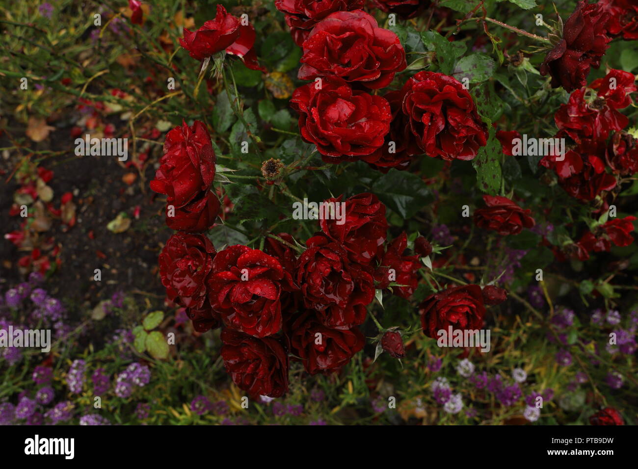 Beautiful blood red roses in the garden under the rain. Water flows ...