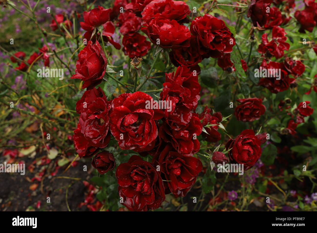 Beautiful blood red roses in the garden under the rain. Water flows ...
