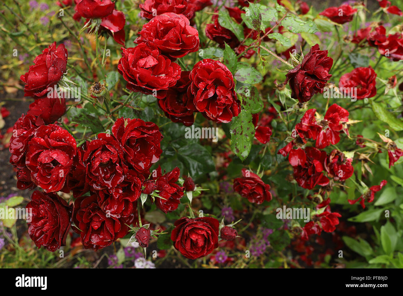 Beautiful blood red roses in the garden on a rainy day. Water flows ...
