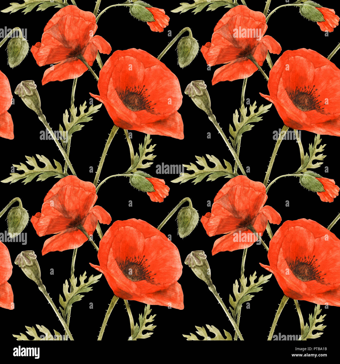 Watercolor botanical illustartion. Red Poppies on a black. Seamless ...