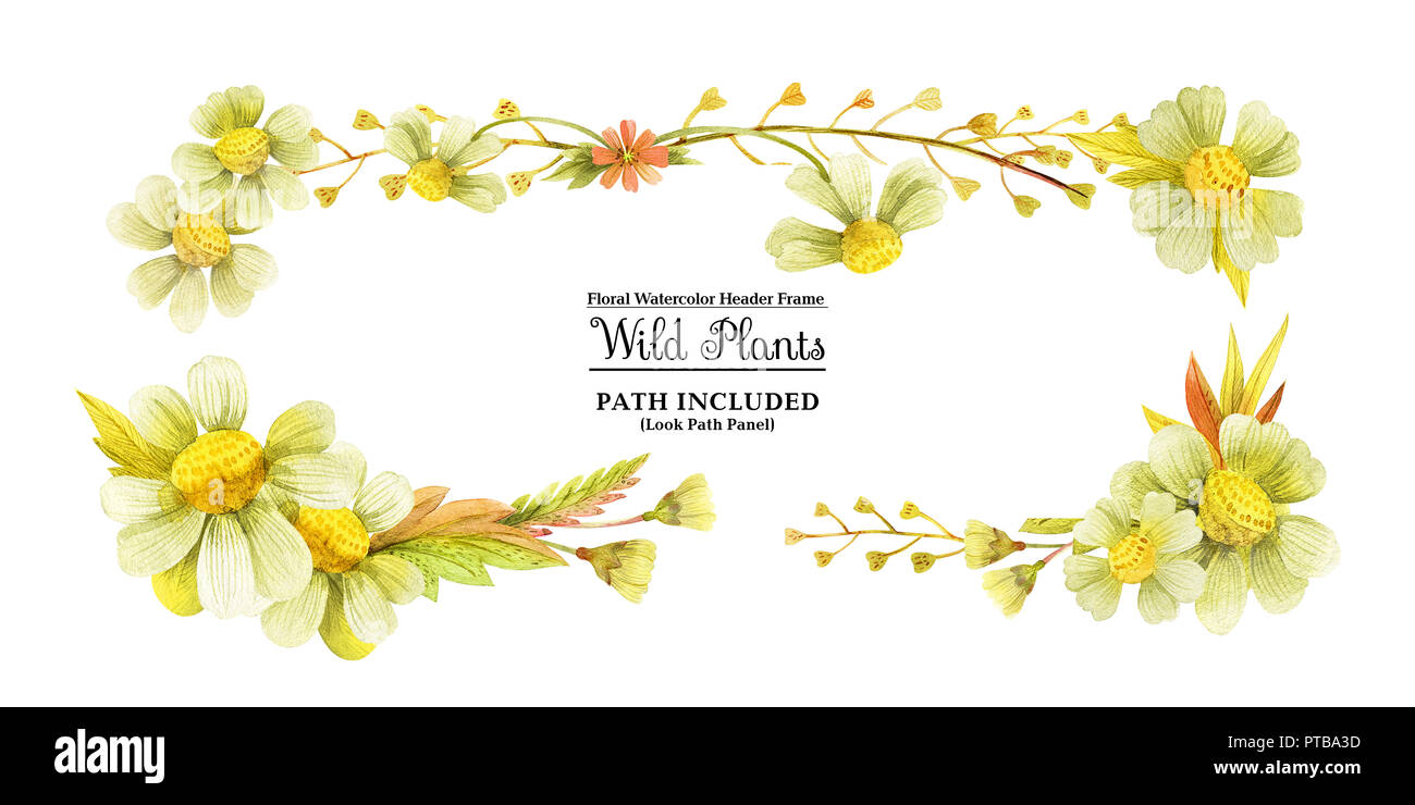 Yellow wild plants for header. Watercolor banner on a white backdrop ...