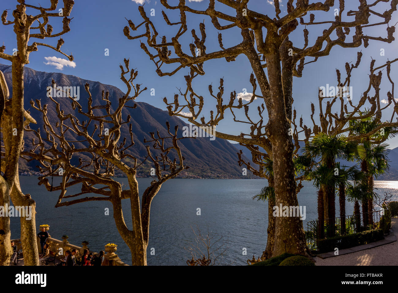 Europe, Italy, Lecco, Lake Como, a tree with a mountain in the ...