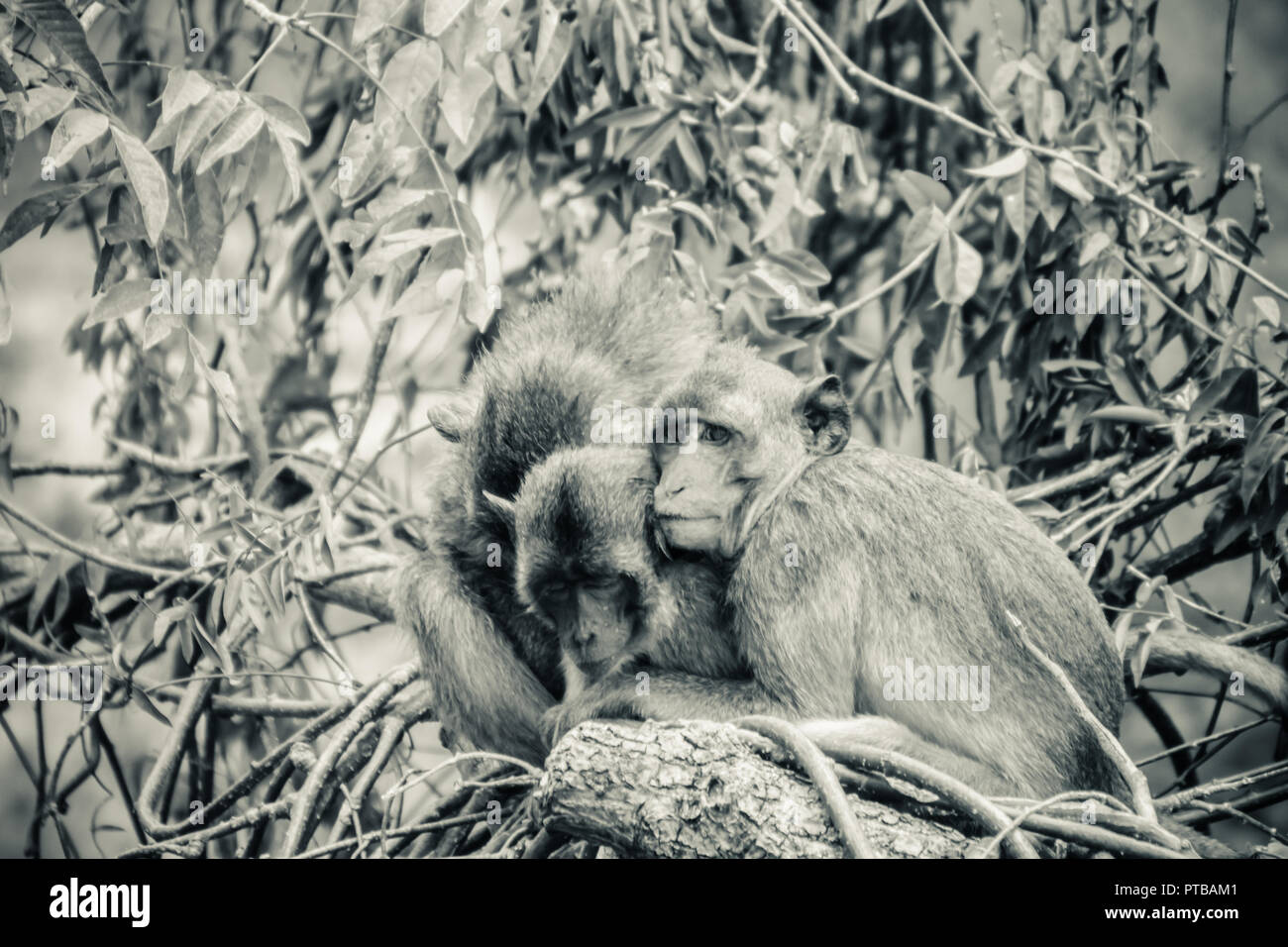 Warm hugging monkeys on treetop. Monkey family is hugging each other ...