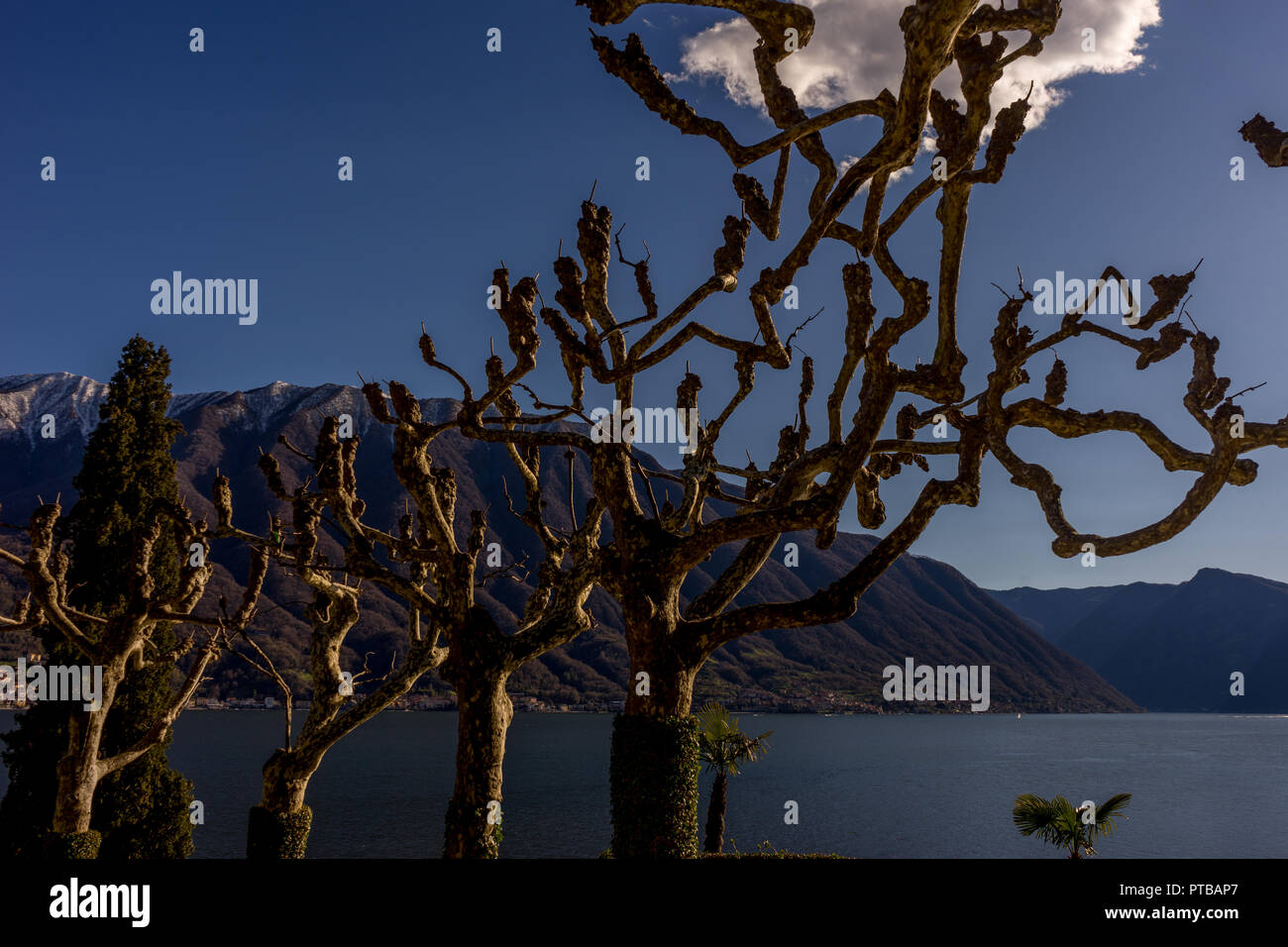 Europe, Italy, Lecco, Lake Como, a tree with a mountain in the ...