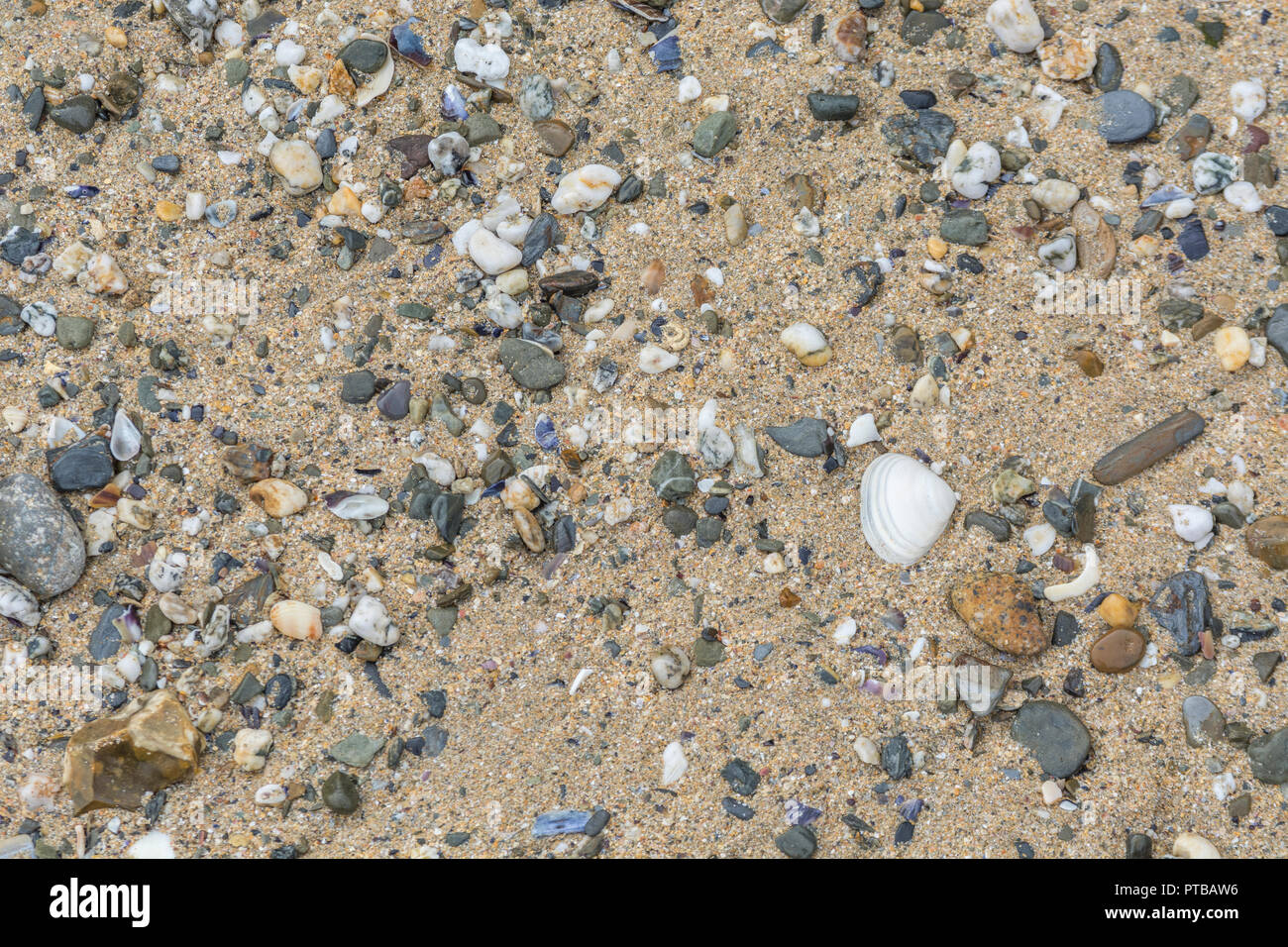 Seashore shingle with solitary seashell Stock Photo - Alamy