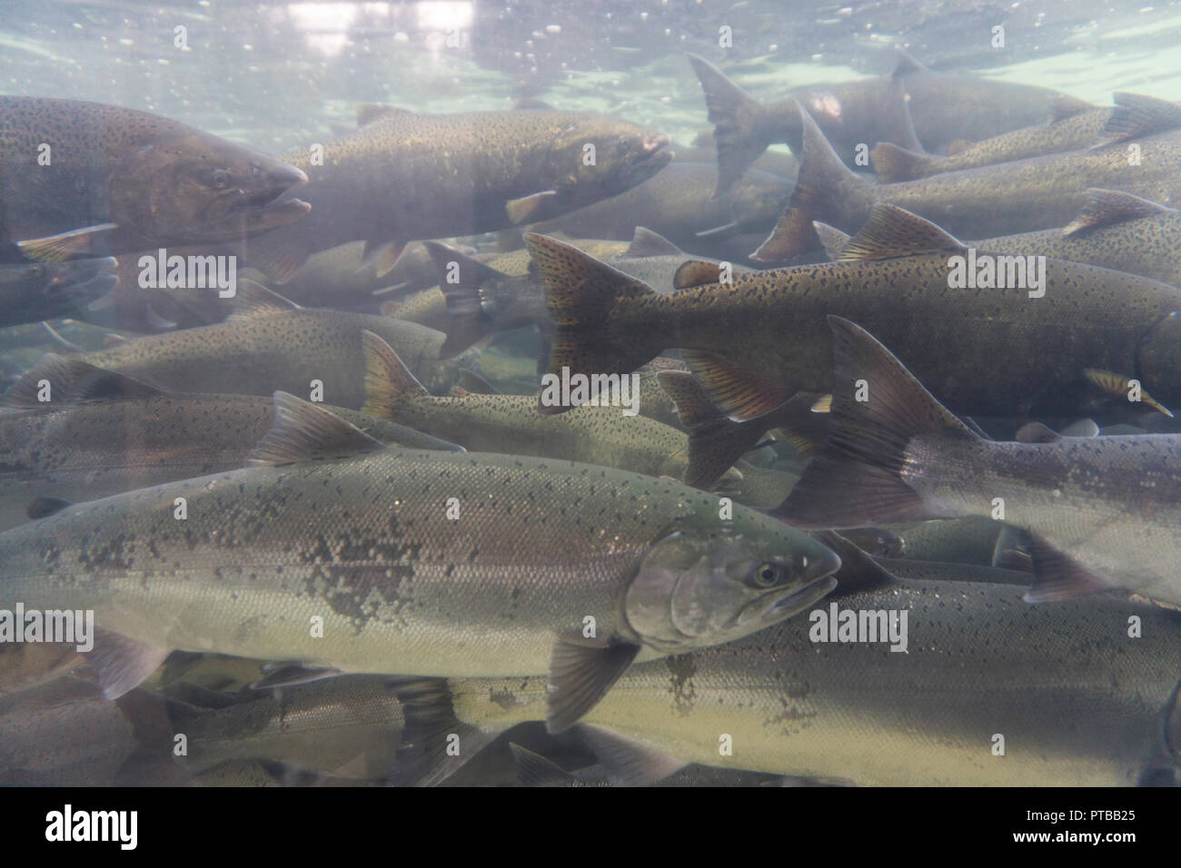 Atlantic salmon underwater river hi-res stock photography and images ...