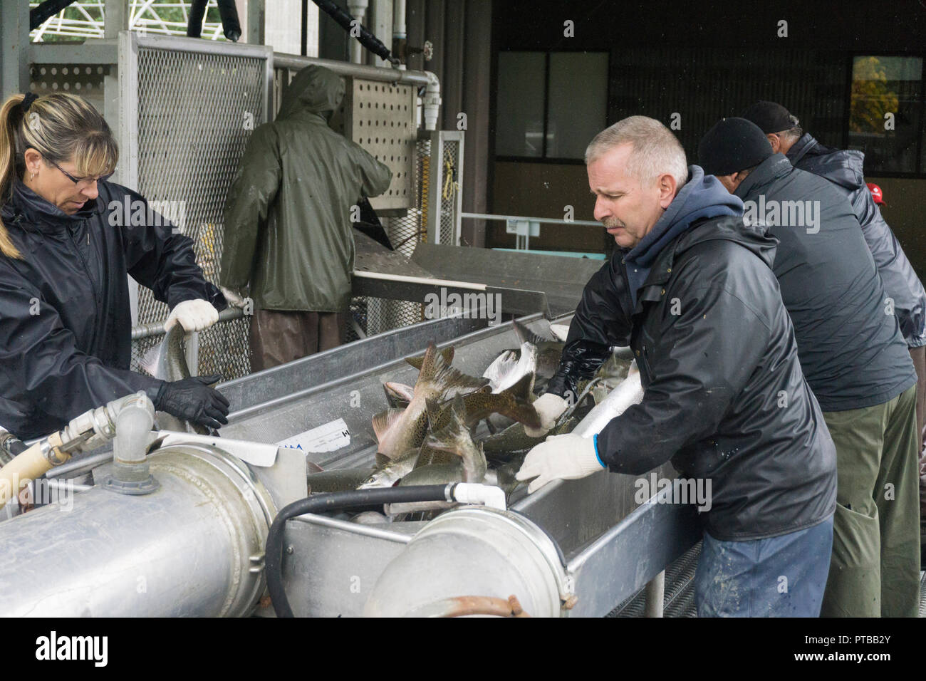 COURTENAY, CANADA - SEPTEMBER 24th 2018: Workers at a salmon hatchery ...