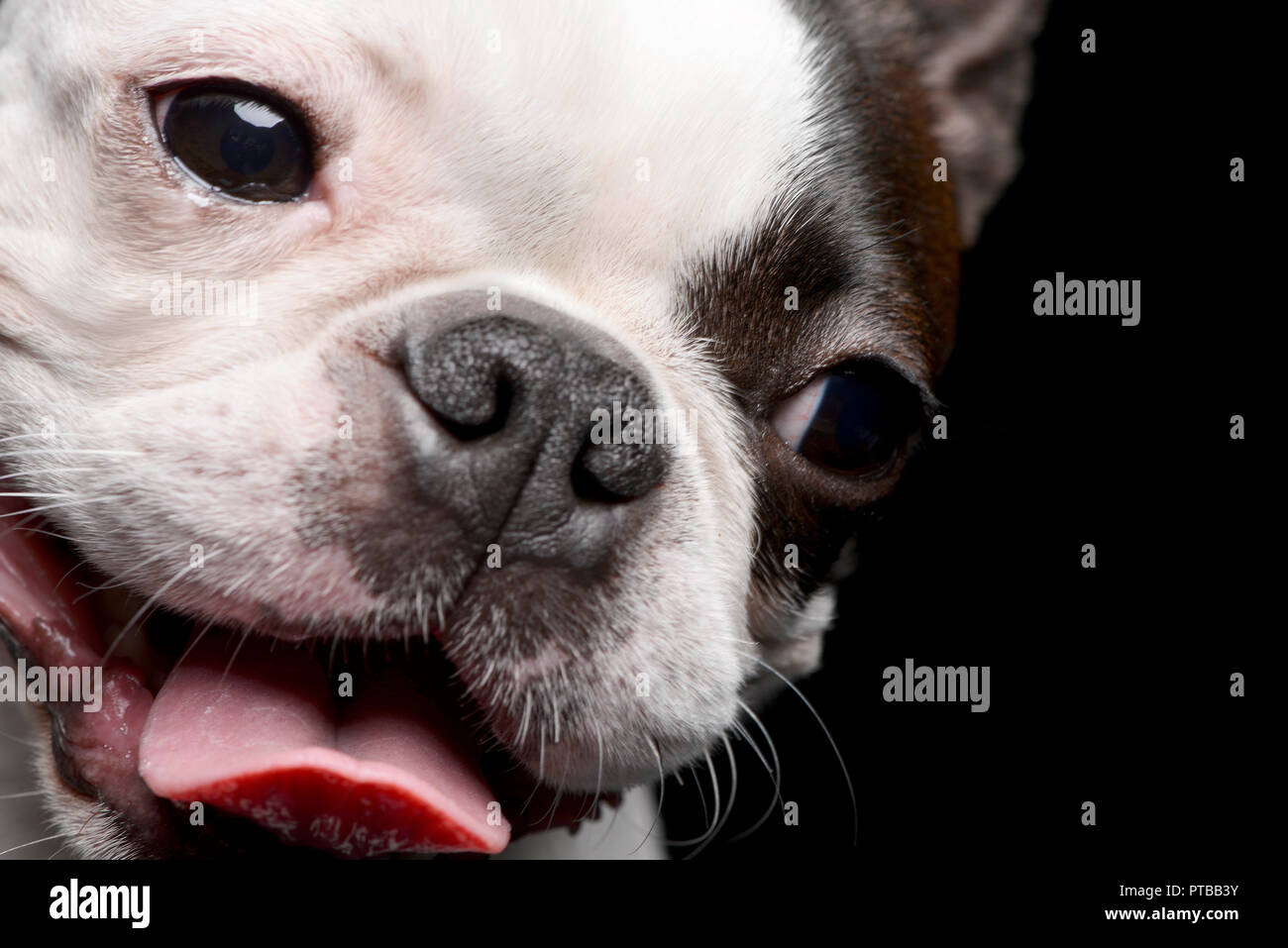 Portrait of an adorable Boston Terrier, studio shot, isolated on black ...