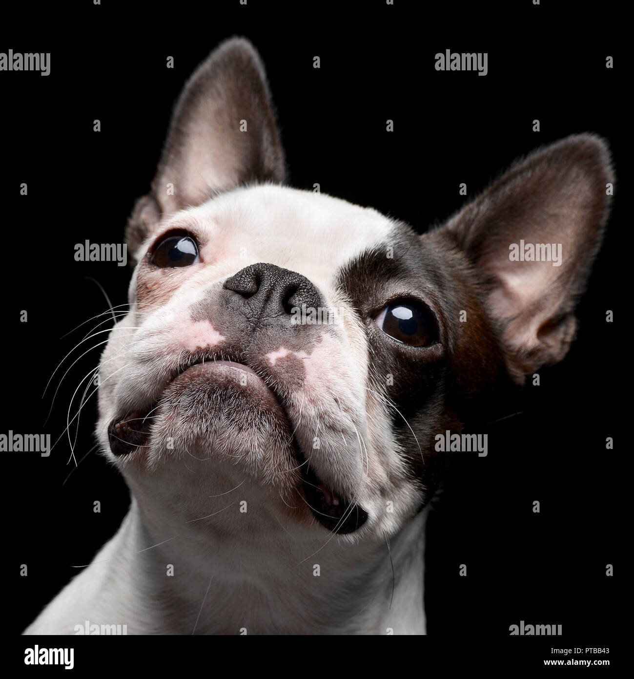 Portrait of an adorable Boston Terrier, studio shot, isolated on black ...