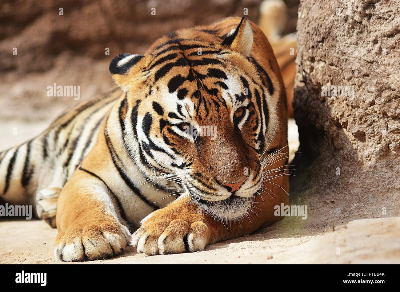 Tiger waiting for its prey Stock Photo - Alamy