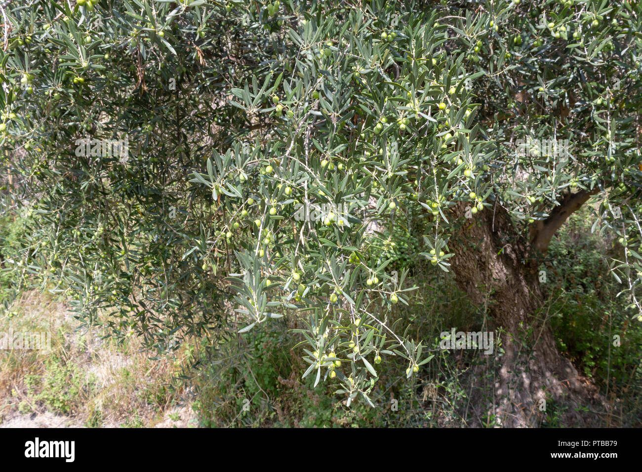 Olea europaea, Olive tree with Green Olives, Spain Stock Photo - Alamy
