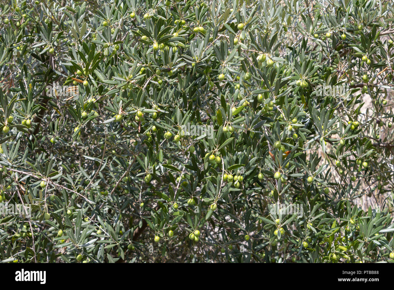 Olea europaea, Olive tree with Green Olives, Spain Stock Photo - Alamy