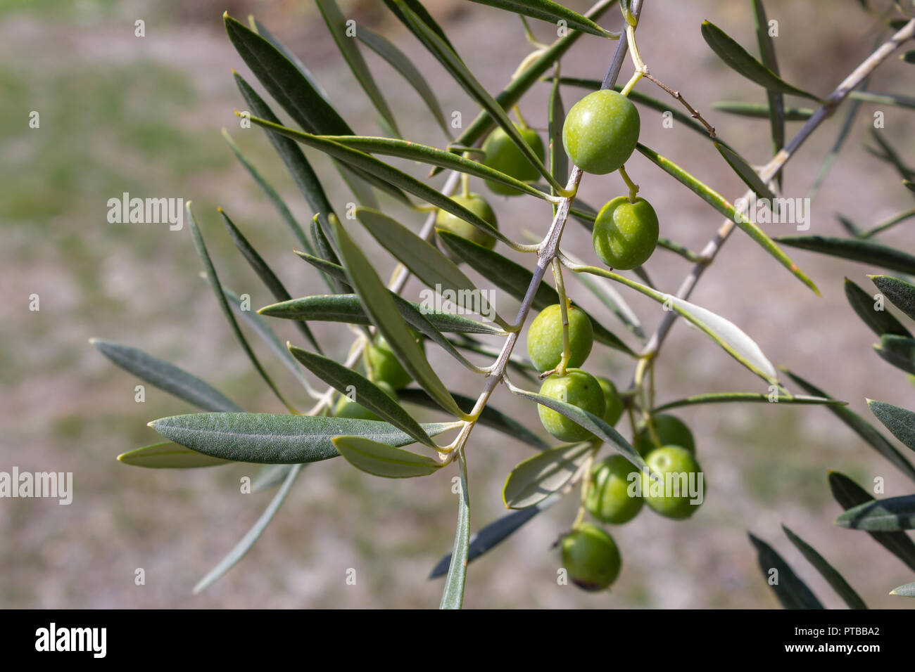 Olea europaea, Olive tree with Green Olives, Spain Stock Photo - Alamy