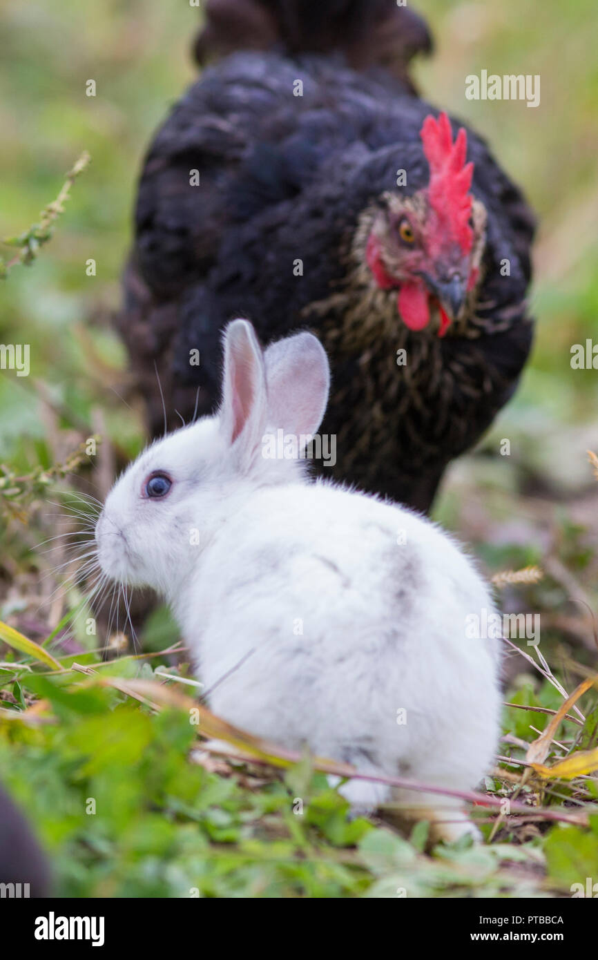 Cute baby hen hi-res stock photography and images - Alamy
