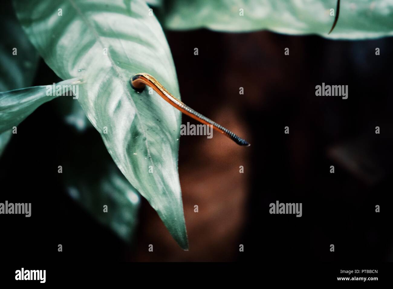 Tropical rainforest plants hi-res stock photography and images - Alamy