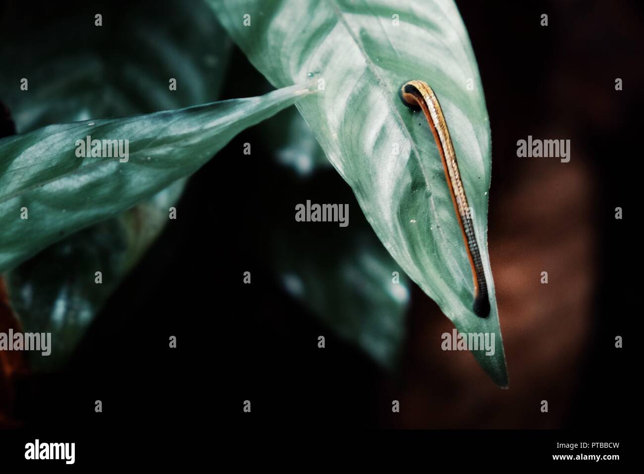 Tropical rainforest plants hi-res stock photography and images - Alamy