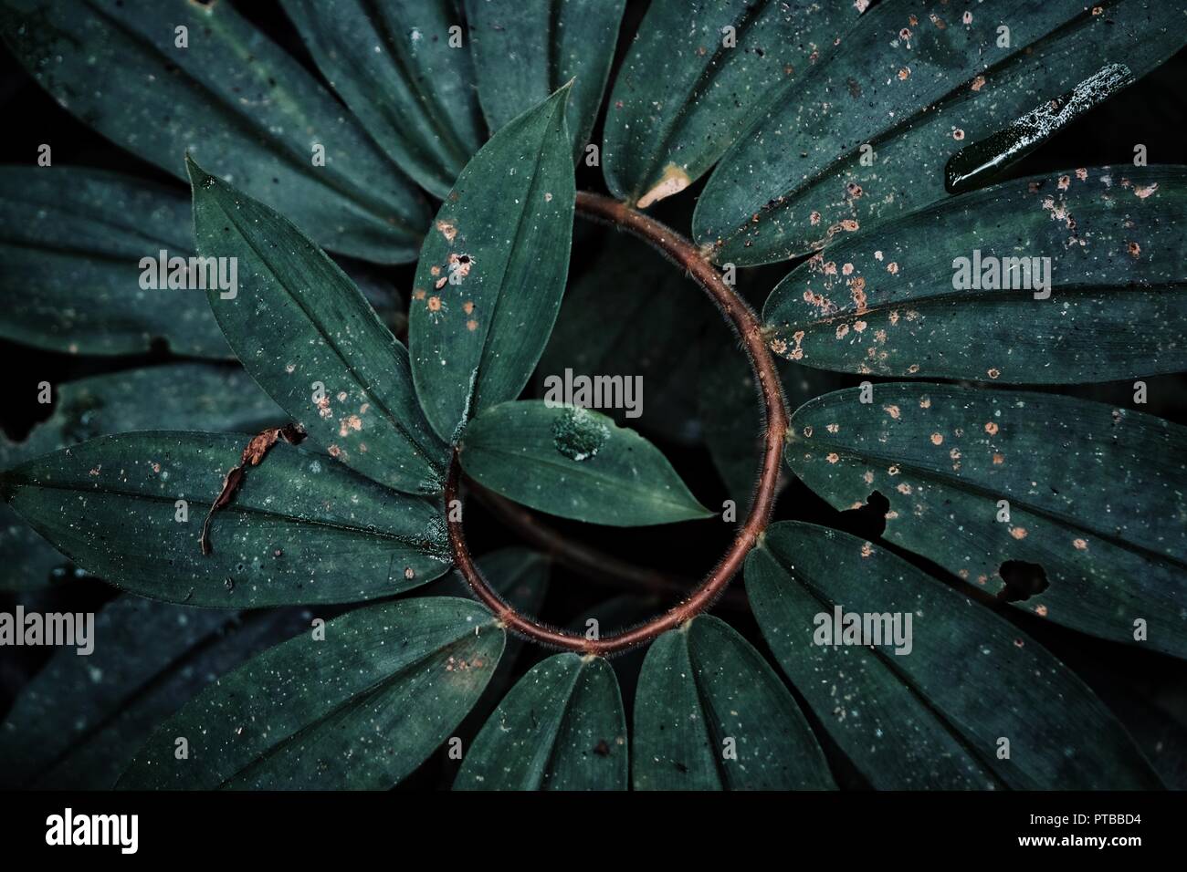 Helical growth hi-res stock photography and images - Alamy