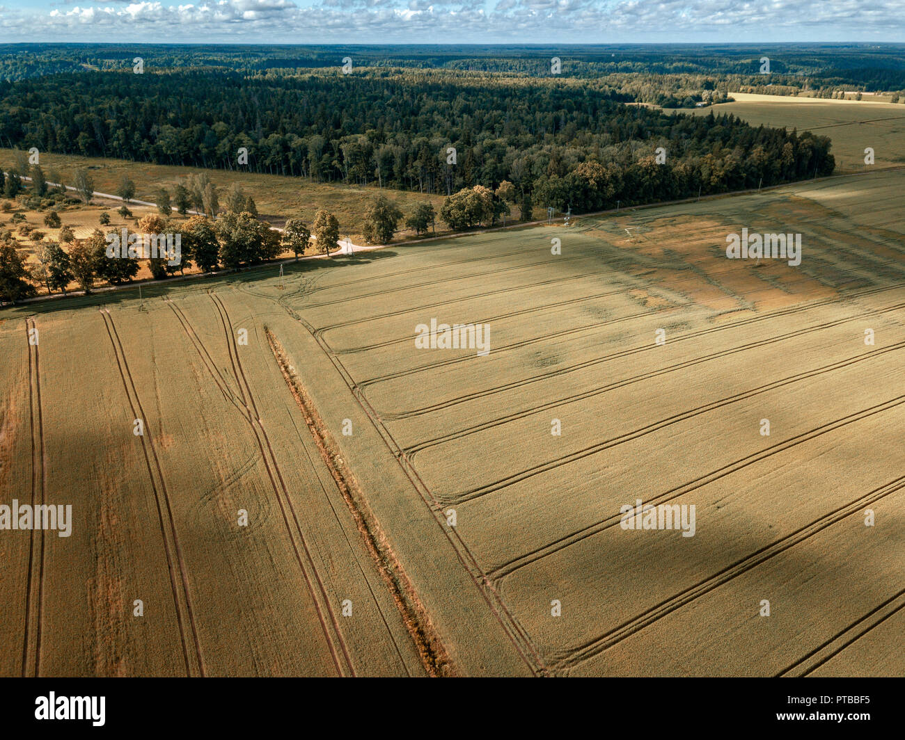 drone image. aerial view of rural area with green cultivated fields in ...