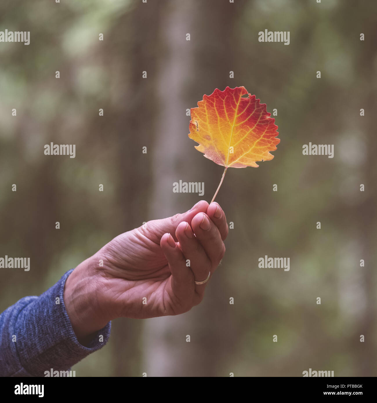 young woman enjoying nature trails in forest. vintage look. holding ...