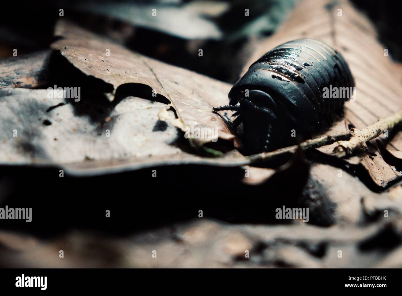 Giant Pill Millipede alias Sphaerotheriida a hard shell bug walks ...