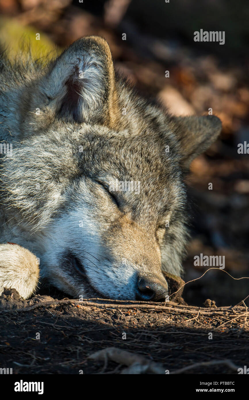 Timber or Gray Wolf sleeping on the ground Stock Photo - Alamy