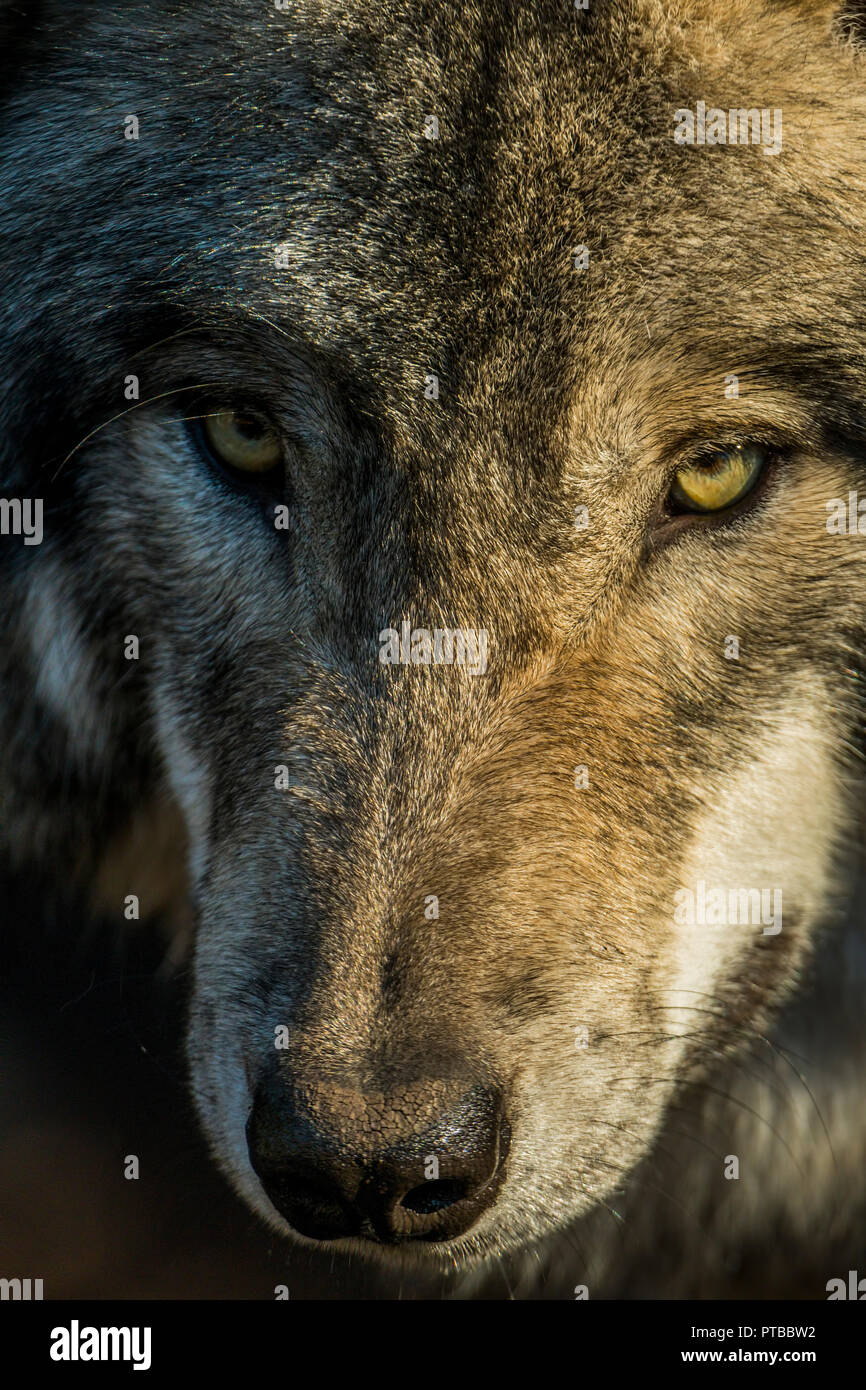 Closeup portrait of a Gray or Timber Wolf. The Wolf is looking slightly ...
