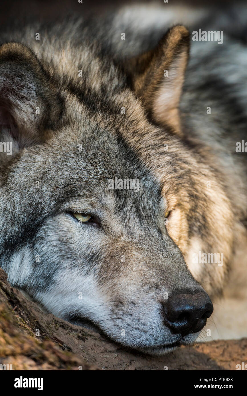 Wolf laying down hi-res stock photography and images - Alamy