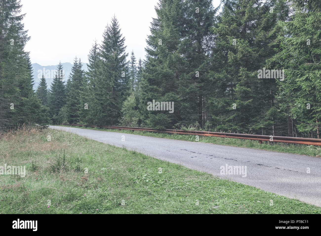 simple country gravel road in summer at countryside forest with trees ...