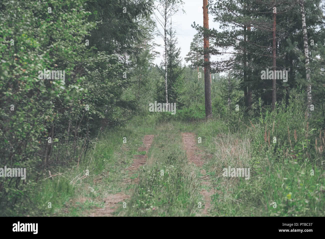 hiking trail in the woods in green summer forest with sun light ...