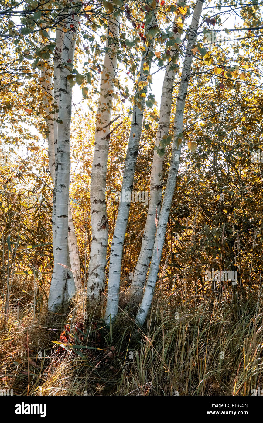 birch tree trunk texture in direct sunlight in a bright summer day with ...