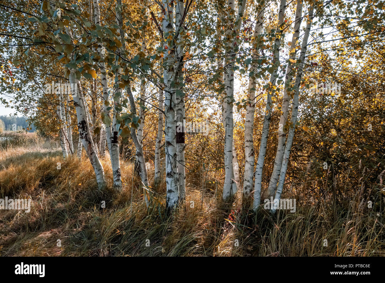 birch tree trunk texture in direct sunlight in a bright summer day with sun shining through the ...