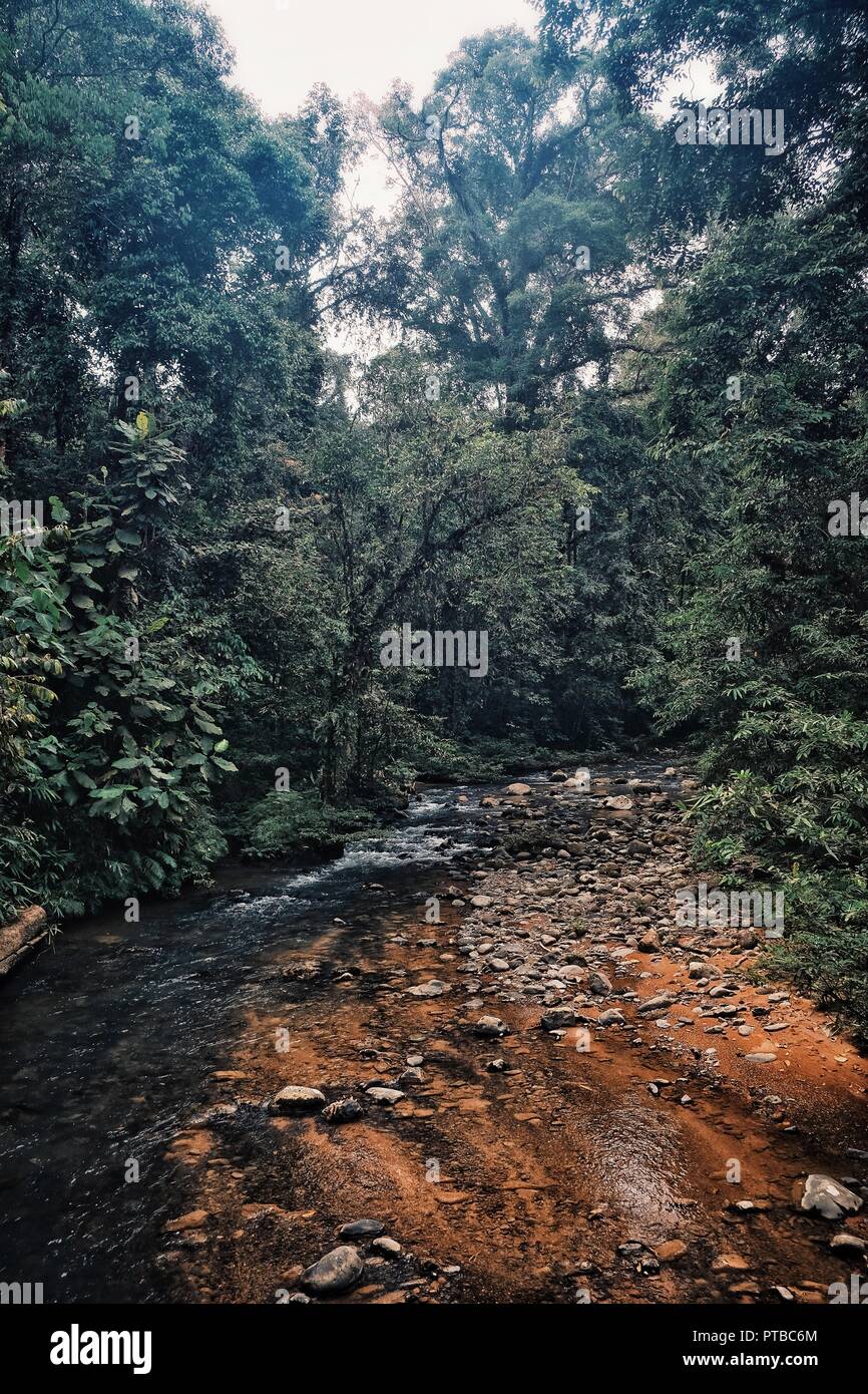 small stream crossing the rainforest of sabah borneo malaysia Stock ...