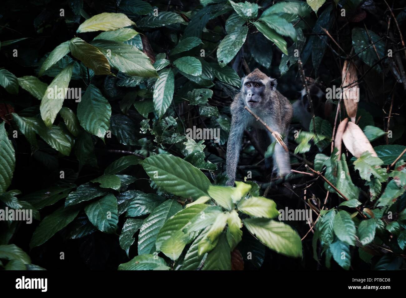 Macaque standing hi-res stock photography and images - Alamy