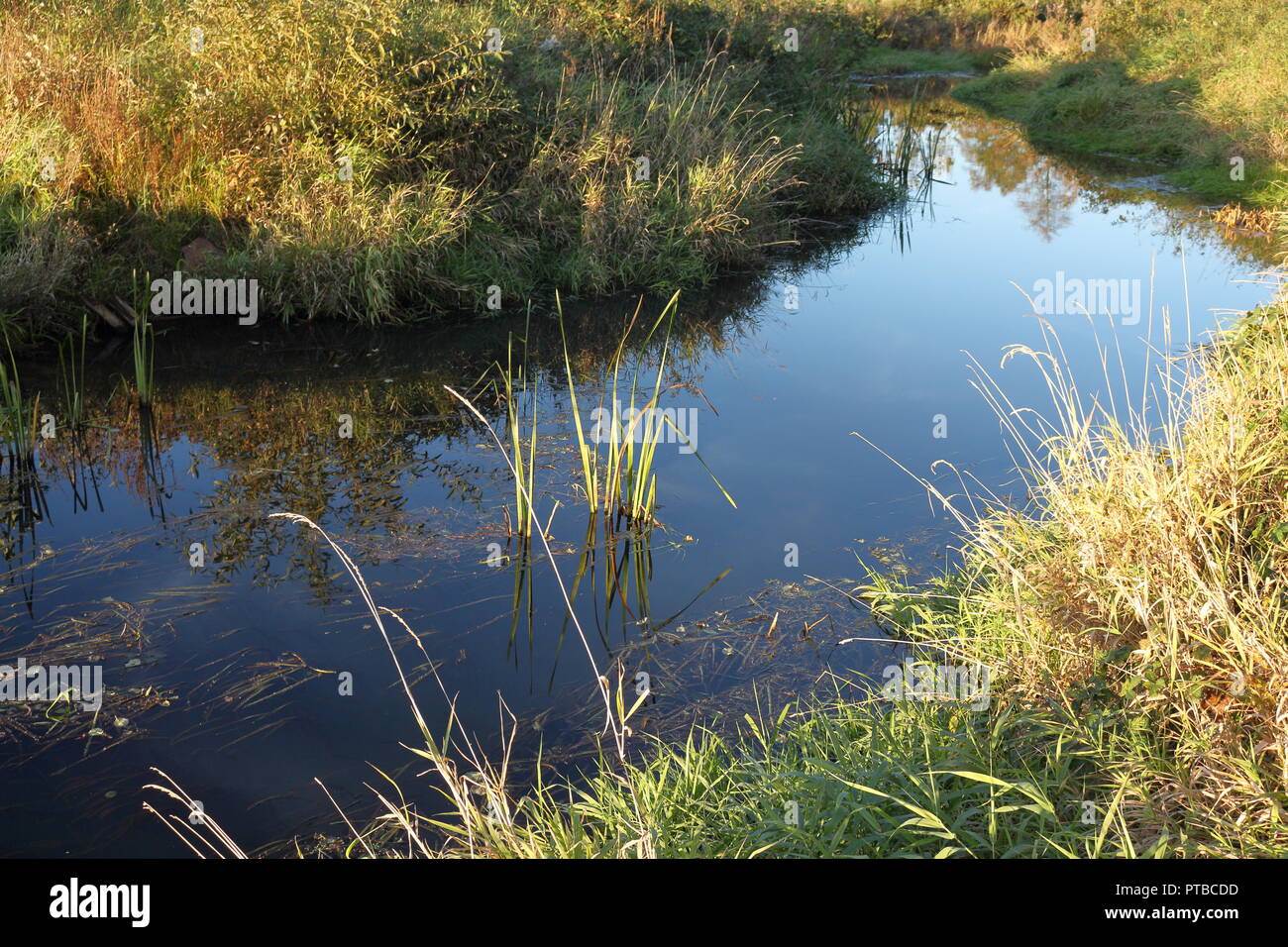 Grass growing overhead hi-res stock photography and images - Alamy