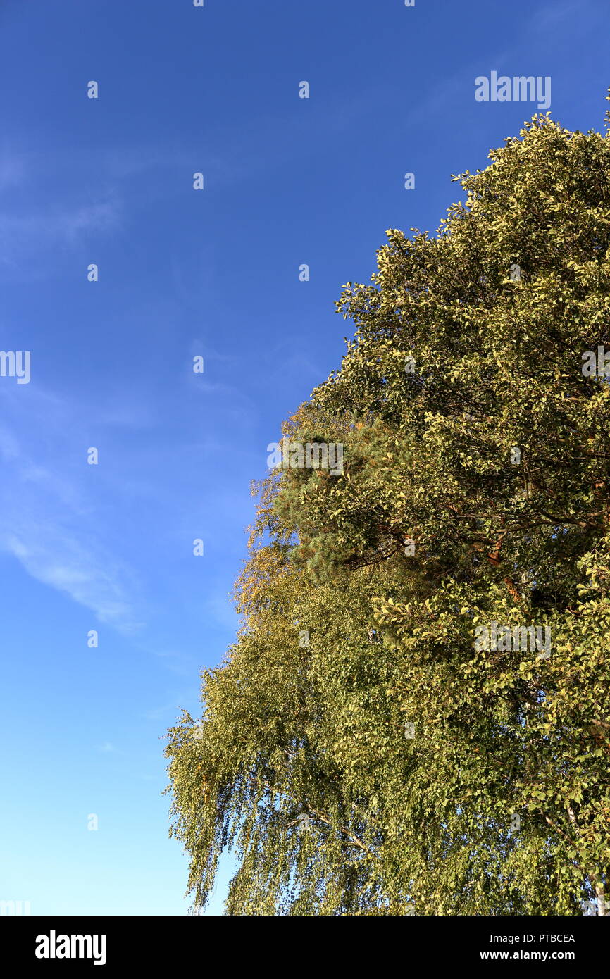 Trees on the right against blue sky background on the left in early ...