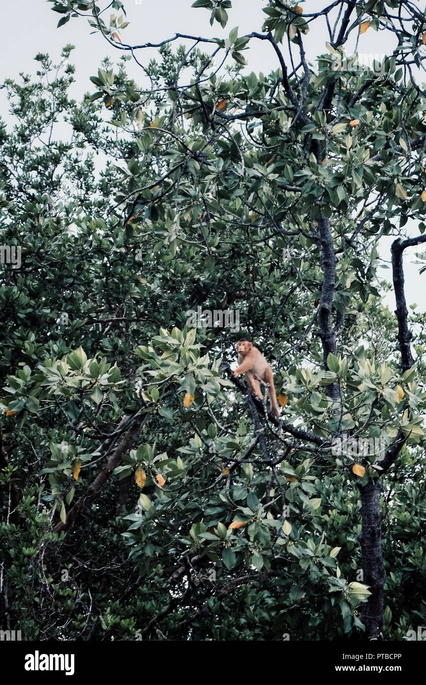 pig tailed macaque sitting and watching in the middle of the borneo ...