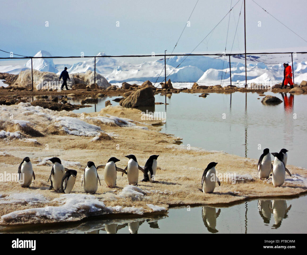 Cute baby penguin snow hi-res stock photography and images - Alamy