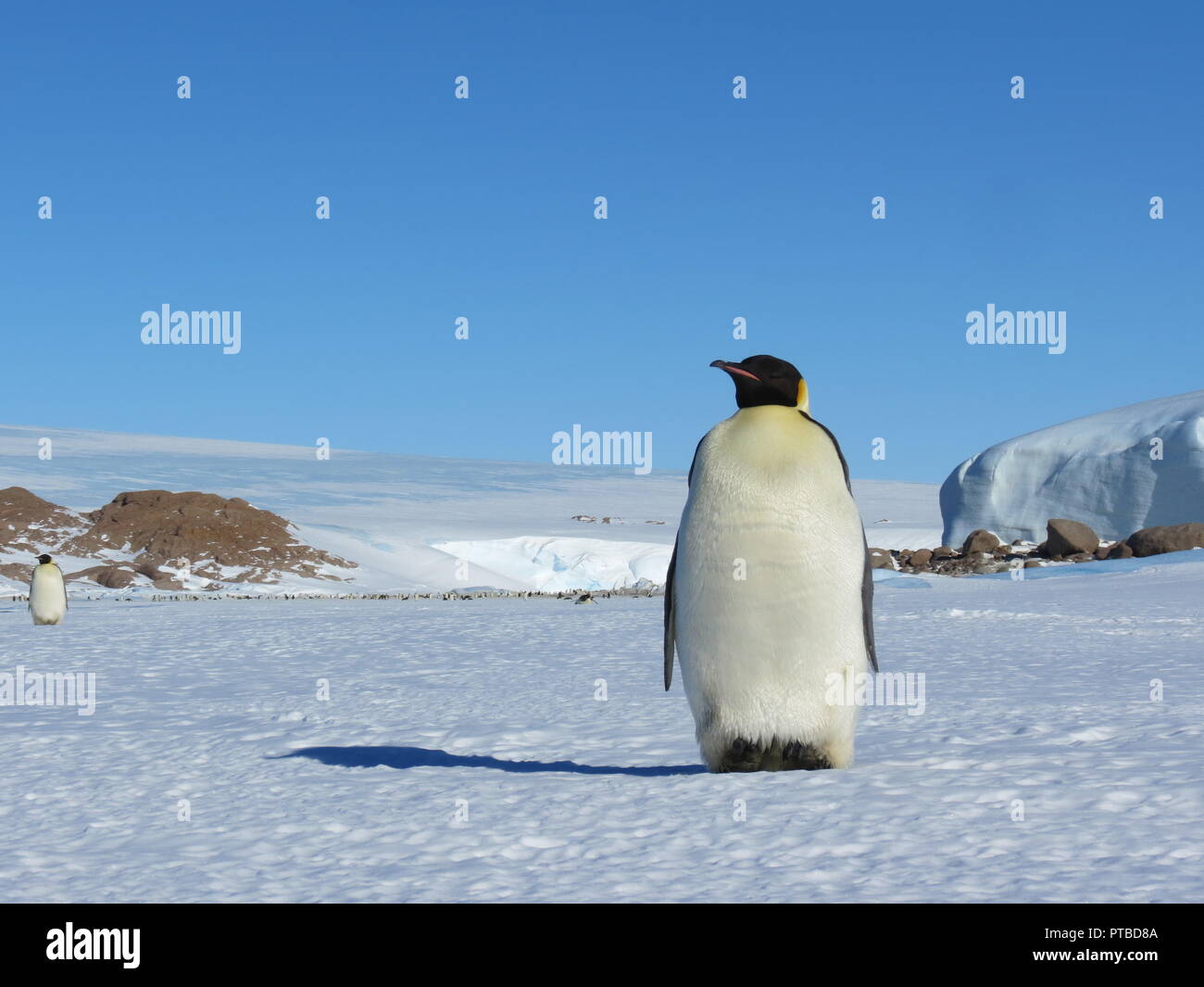 Penguin protection hi-res stock photography and images - Alamy