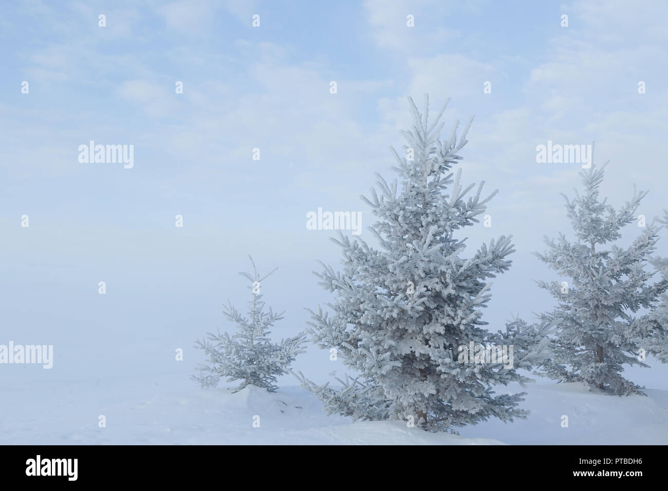 Snow covered coniferous trees in the winter landscape Stock Photo - Alamy
