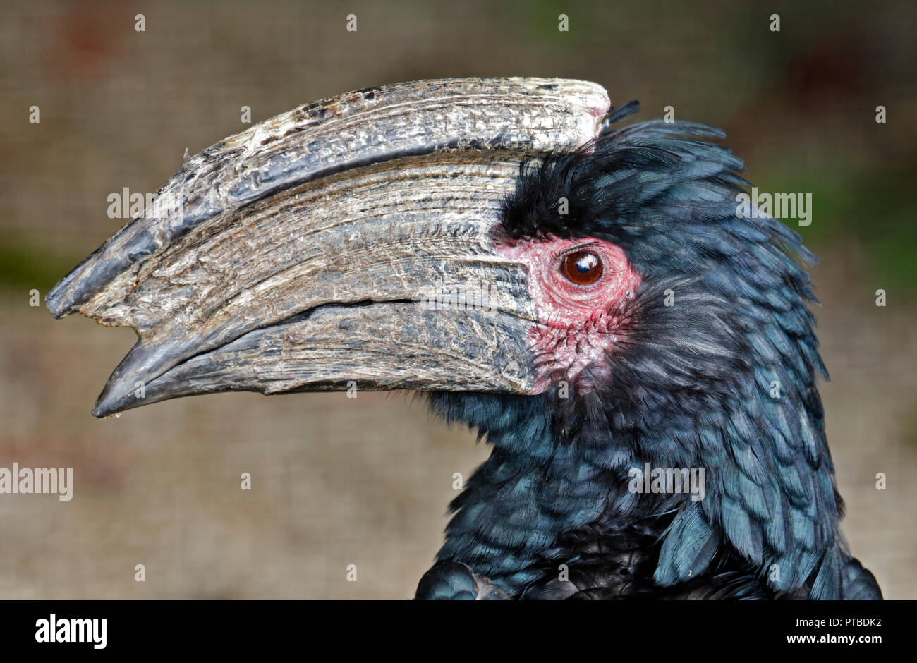 Trumpeter Hornbill (bycanistes bucinator) male Stock Photo - Alamy