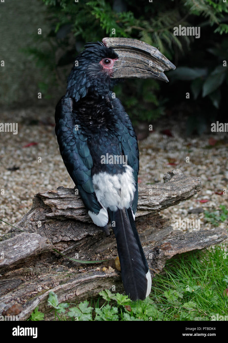 Trumpeter Hornbill (bycanistes bucinator) male Stock Photo - Alamy