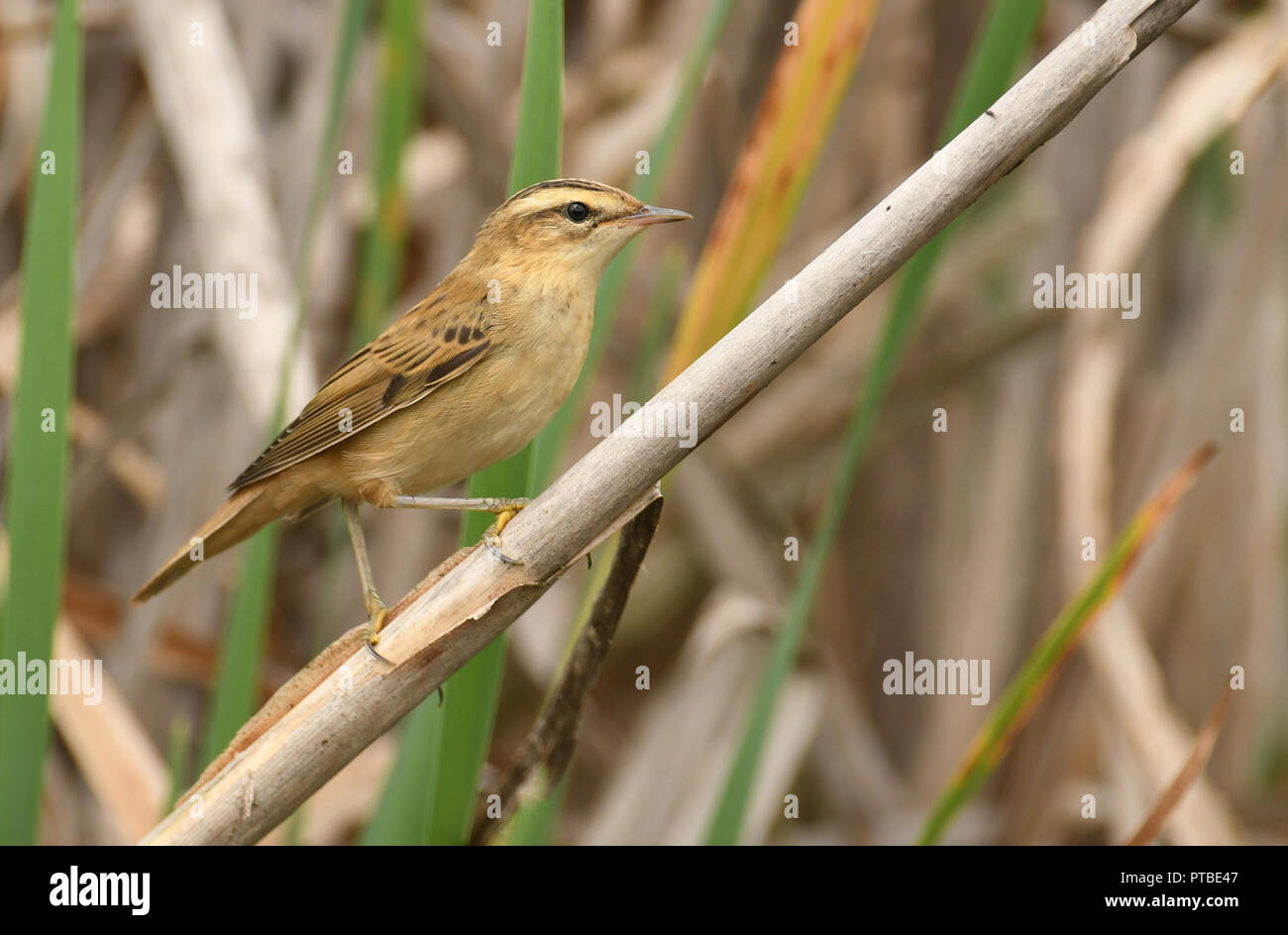 Eurasian Reed Warbler (Acrocephalus scirpaceus Stock Photo - Alamy