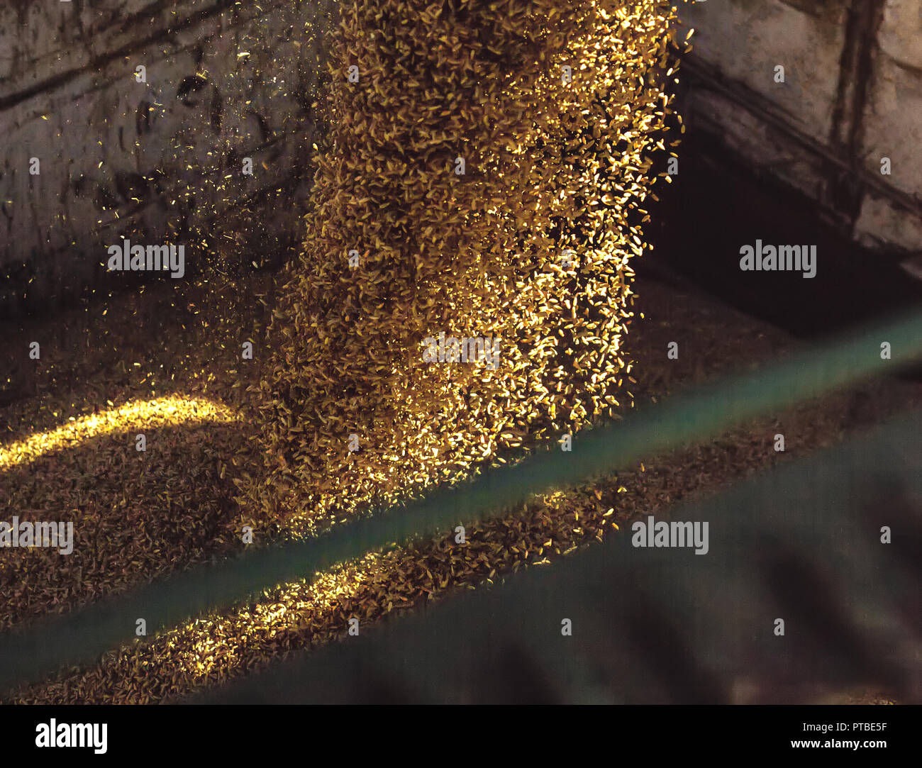 plant for processing and storing grain, loading grain into a truck body ...
