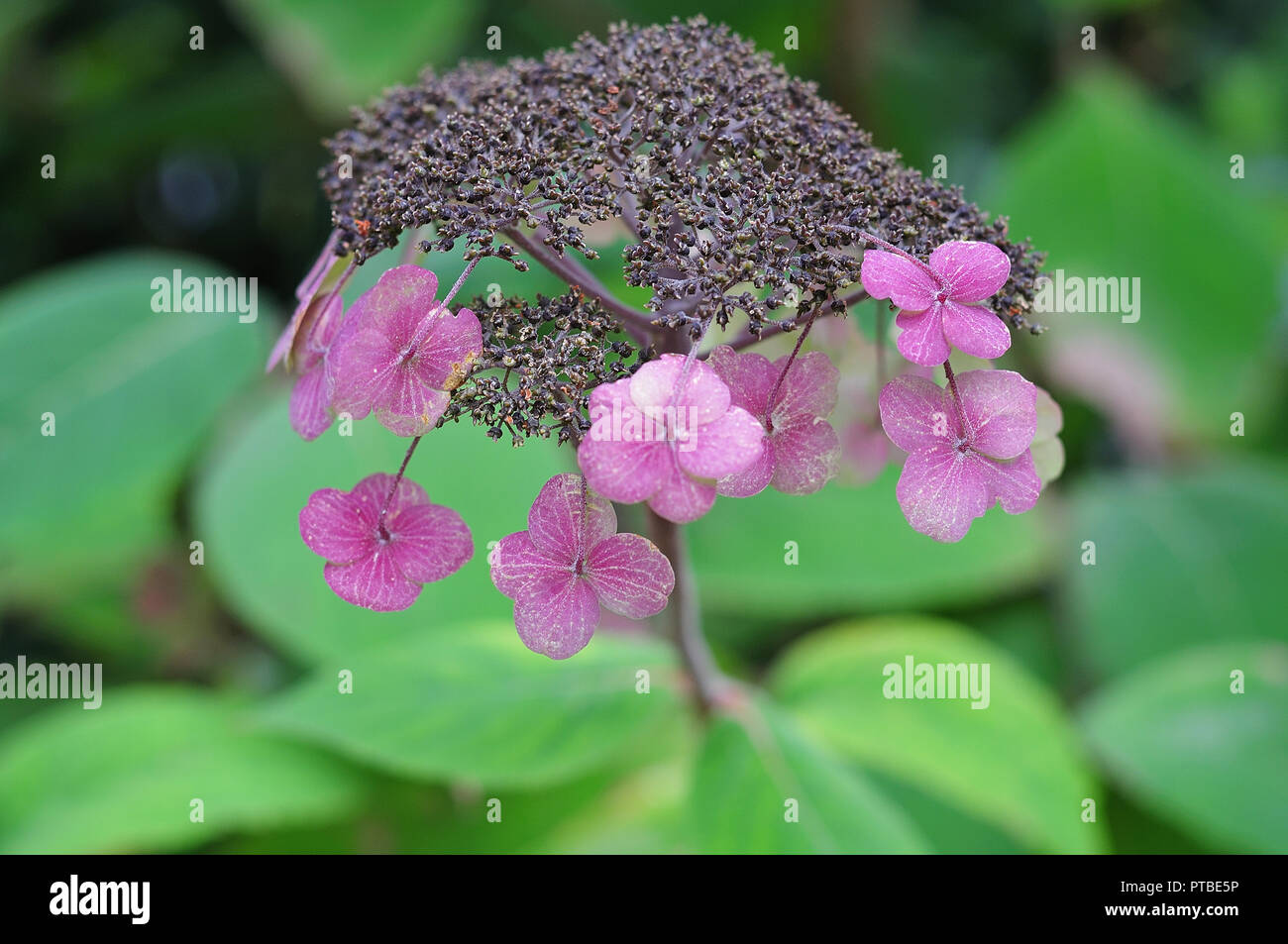 close-up of flower head of a rough-textured hortensia with purple ...
